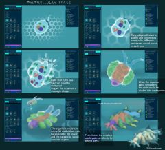 Multicellular Stage - Thrive Developer Wiki